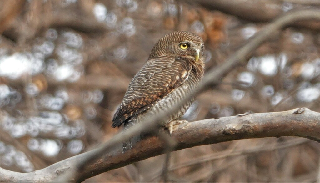 Jungle Owlet from BNHS CEC on April 24, 2022 at 07:53 AM by Dinesh ...