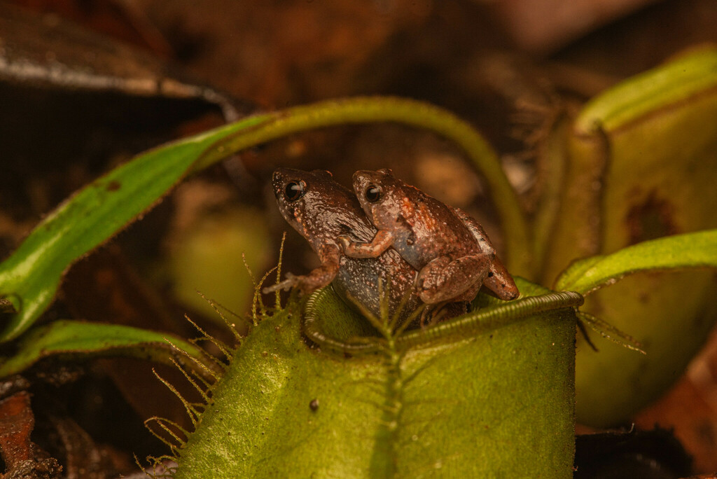 Matang narrow-mouthed frog in December 2023 by Bob Zakaria · iNaturalist