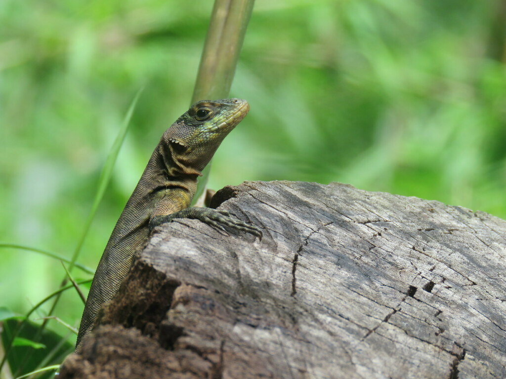 Western Collared Spiny Lizard from Iguazú, Misiones, Argentina on ...