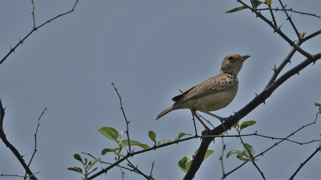 Jerdon's Bushlark from Aranya Resort- By Mrugavani, V)&(M, Beside ...