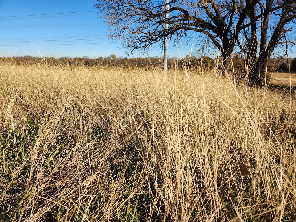 King Ranch bluestem from Freestone County, TX, USA on December 11, 2023 ...