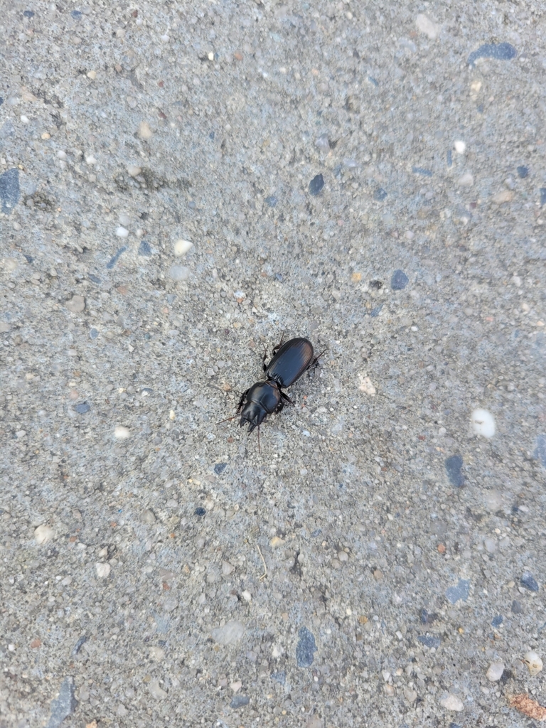 Big-headed Ground Beetle from Lower East Side, New York, NY, USA on ...