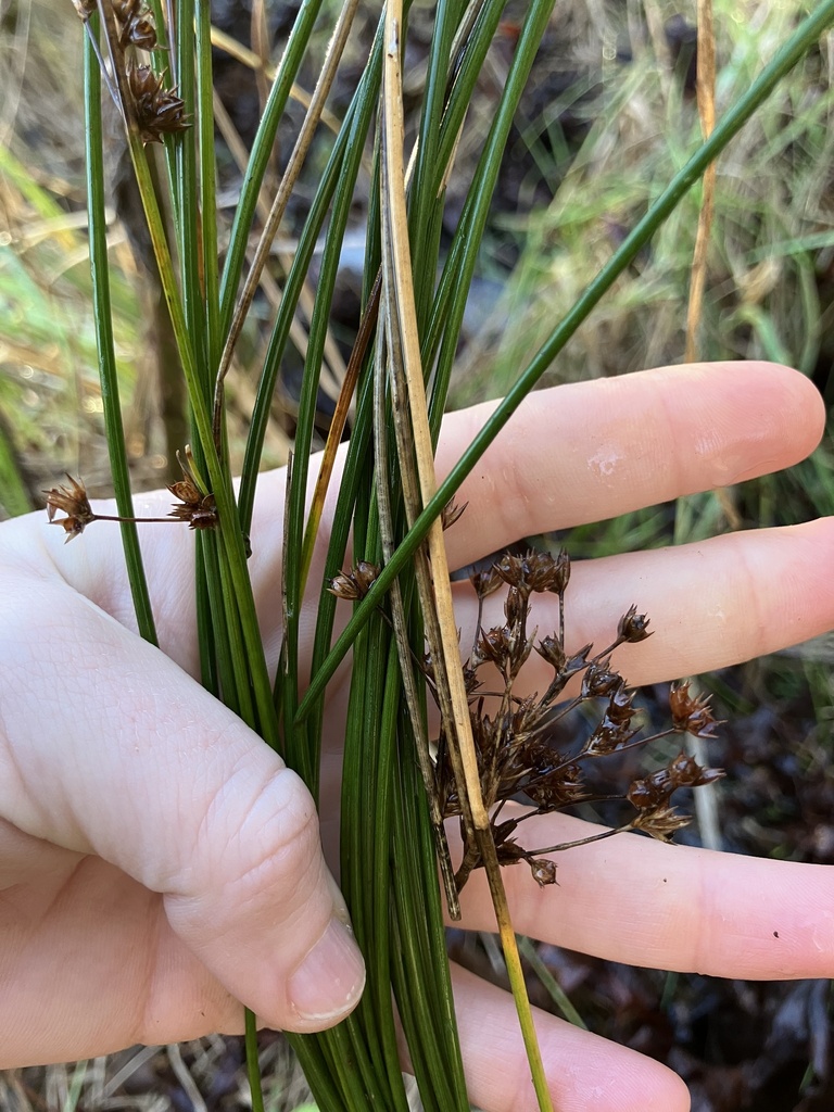 Leathery Rush from Mebane, NC, US on January 10, 2024 at 08:40 AM by ...