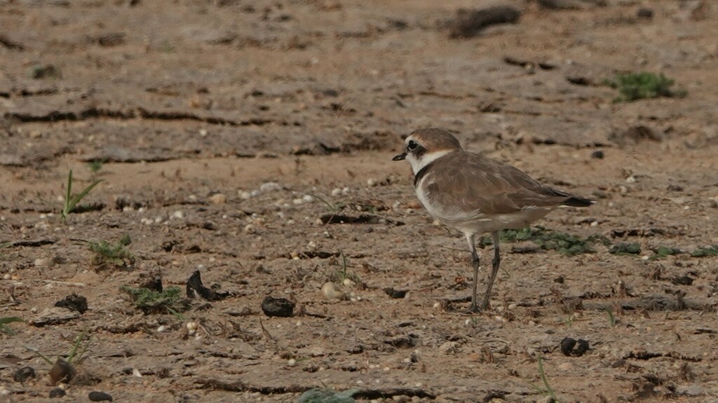 Kentish Plover (Indian) from Shamirpet Lake NALSAR backside on May 18 ...