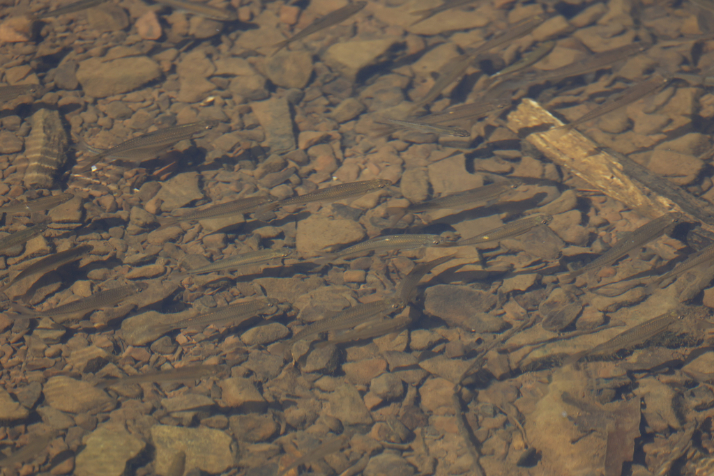True Minnows from Prince William County, VA, USA on September 2, 2023 ...