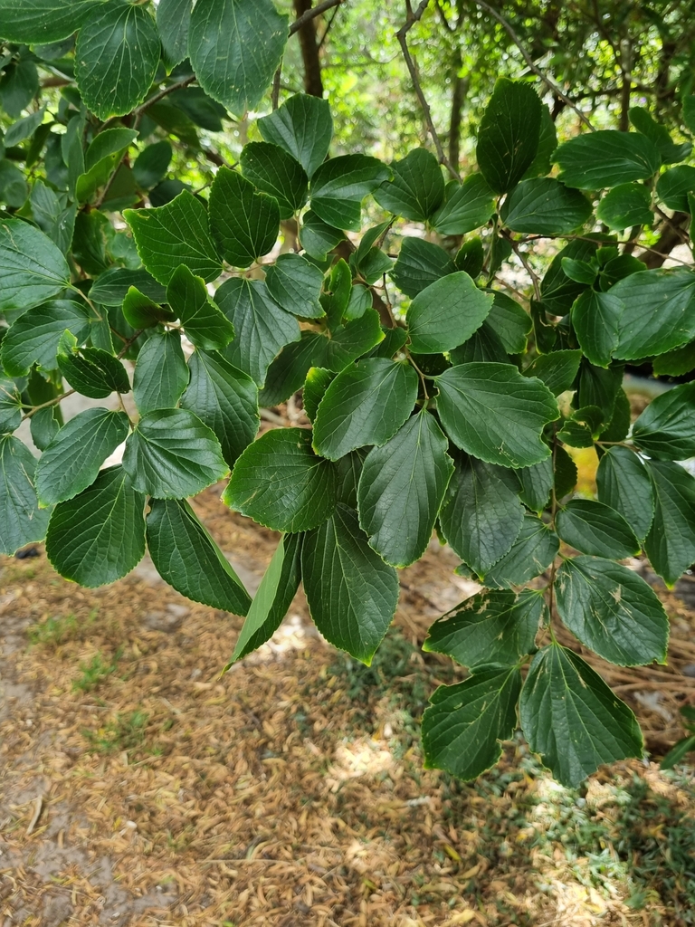 Chinese Hackberry from Hout Bay, Cape Town, 7872, South Africa on ...