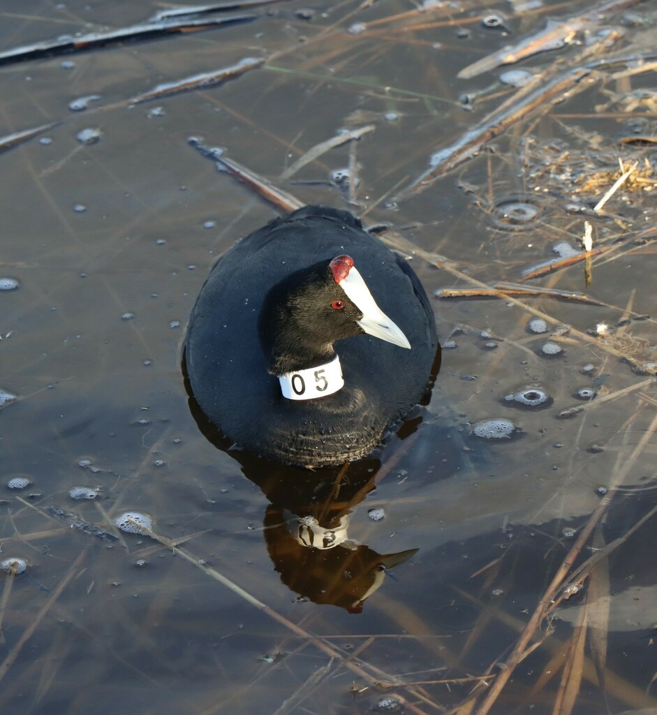 Red-knobbed Coot in January 2024 by Bram Stynen · iNaturalist