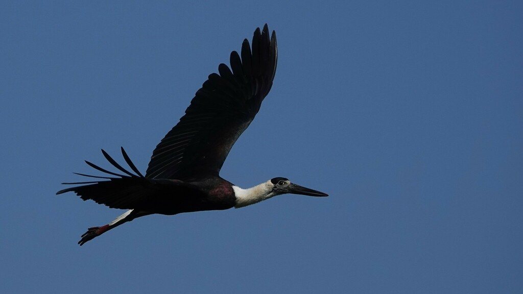 Asian Woolly-necked Stork in October 2022 by Dinesh Sharma · iNaturalist