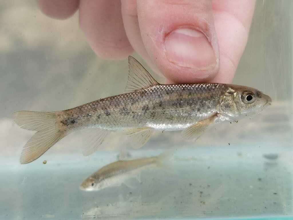 Typical Barbels in January 2024 by Leonardo Ancillotto · iNaturalist