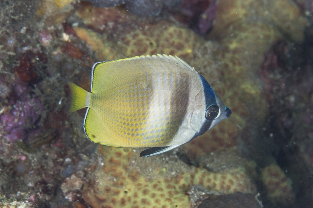 Blacklip Butterflyfish from Bitung, Sulawesi Utara, Indonesia on April ...