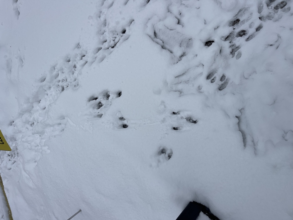 Eastern Cottontail from University of Wisconsin, Madison, WI, US on ...