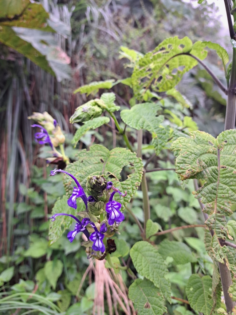 Salvia pichinchensis from Nono, Ecuador on January 6, 2024 at 02:50 PM ...