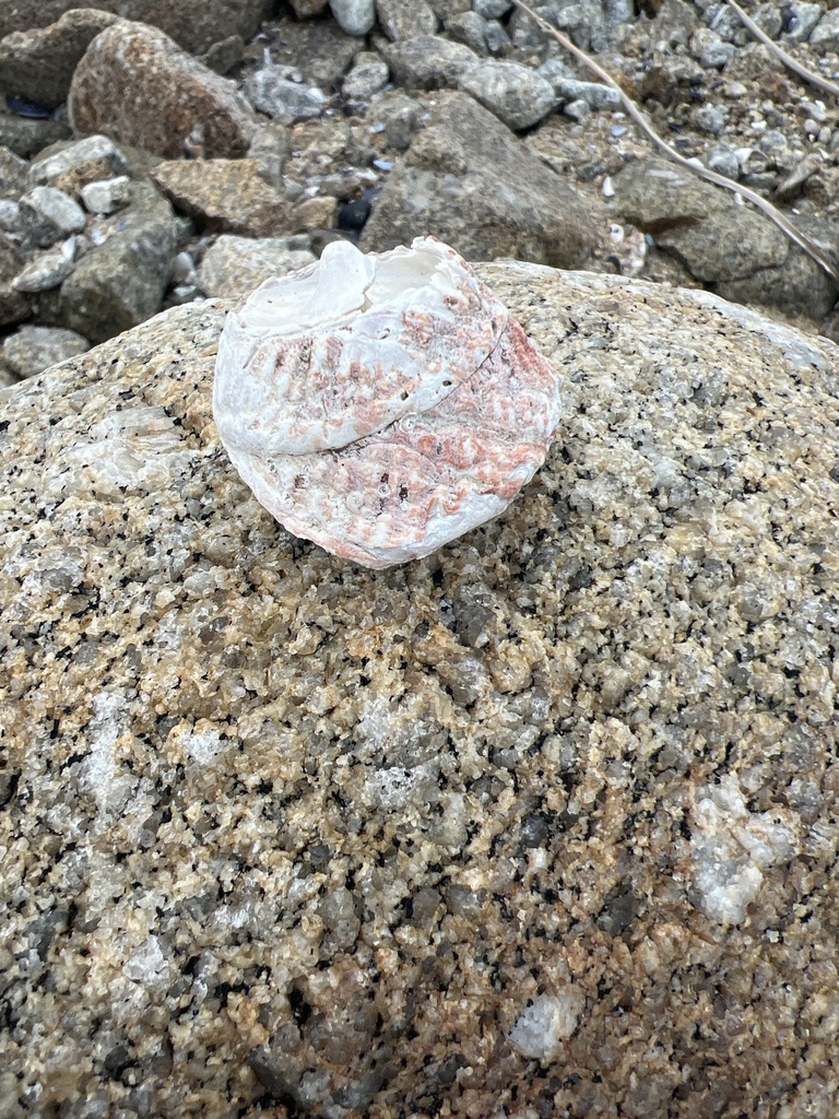 Red Turban Snail from 17 Mile Dr, Pebble Beach, CA, US on January 10 ...