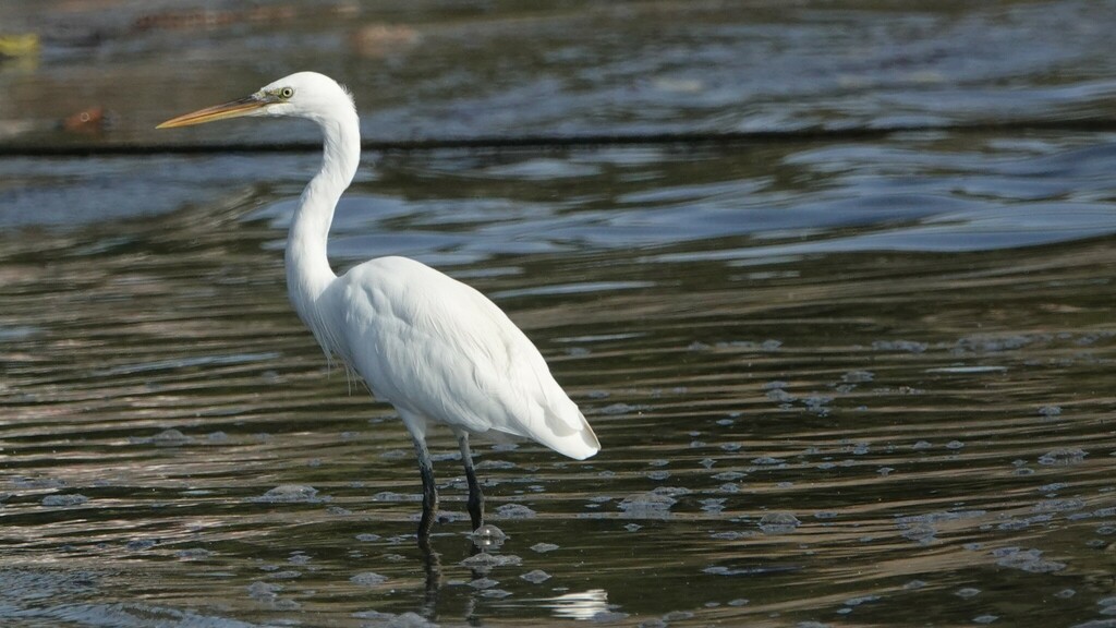Western Reef-Heron from JPGH+V5G, Morjim, Goa 403519, India on December ...