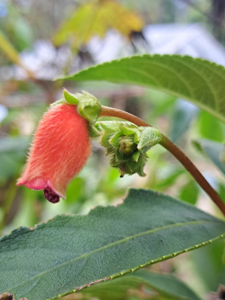 Pearcea reticulata from HWXM+967, Ecuador on January 10, 2024 at 11:48 ...