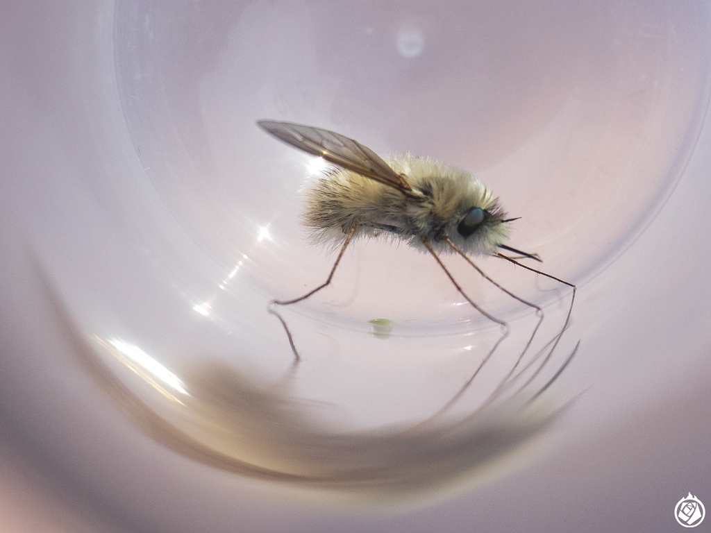 Bee Flies from Dabancheng District, Ürümqi, Xinjiang, China on August ...