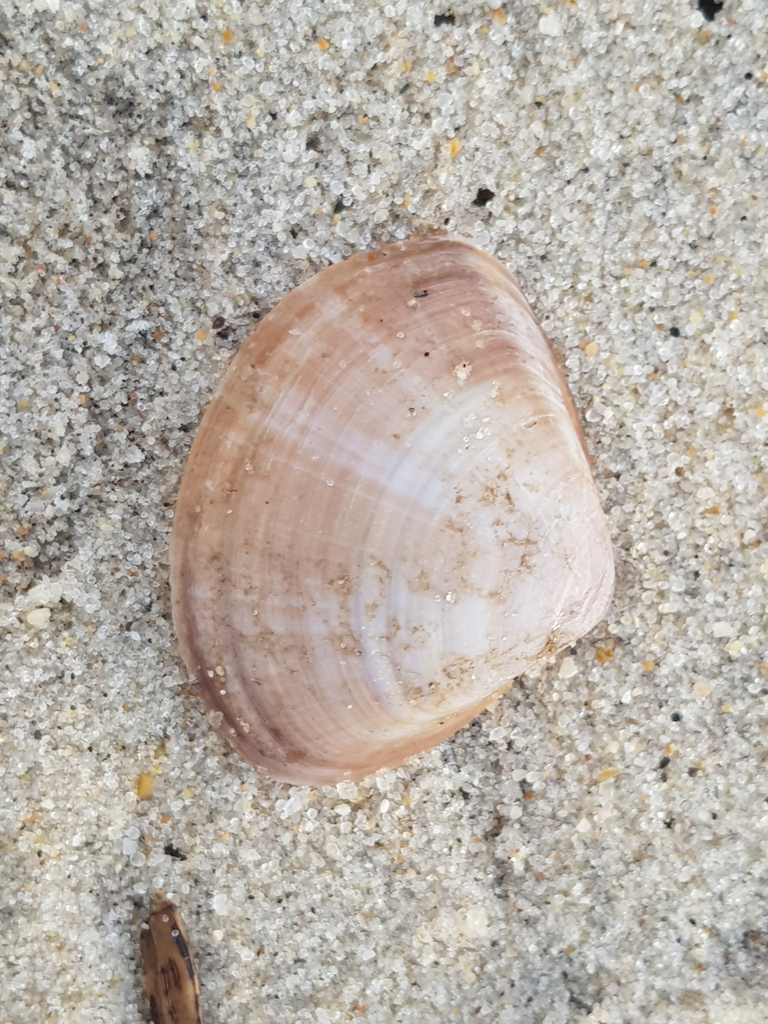 Rayed Trough Shell from Gafanha da Boa Hora, 3840, Portugal on January ...