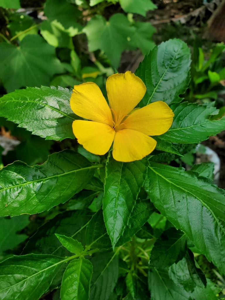 Yellow alder from JCGP+MRJ, Kavanattinkara, Kumarakom, Kerala 686563 ...