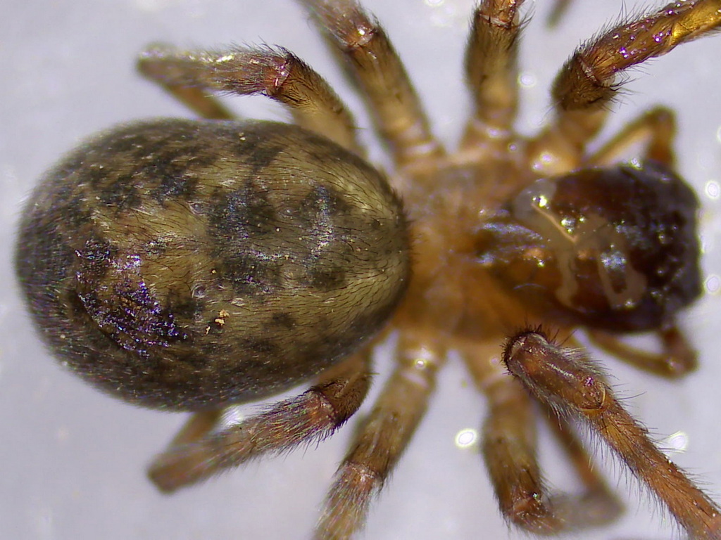 Lace-Weaver Spider from Saint-Mammès, France on January 10, 2024 at 06: ...