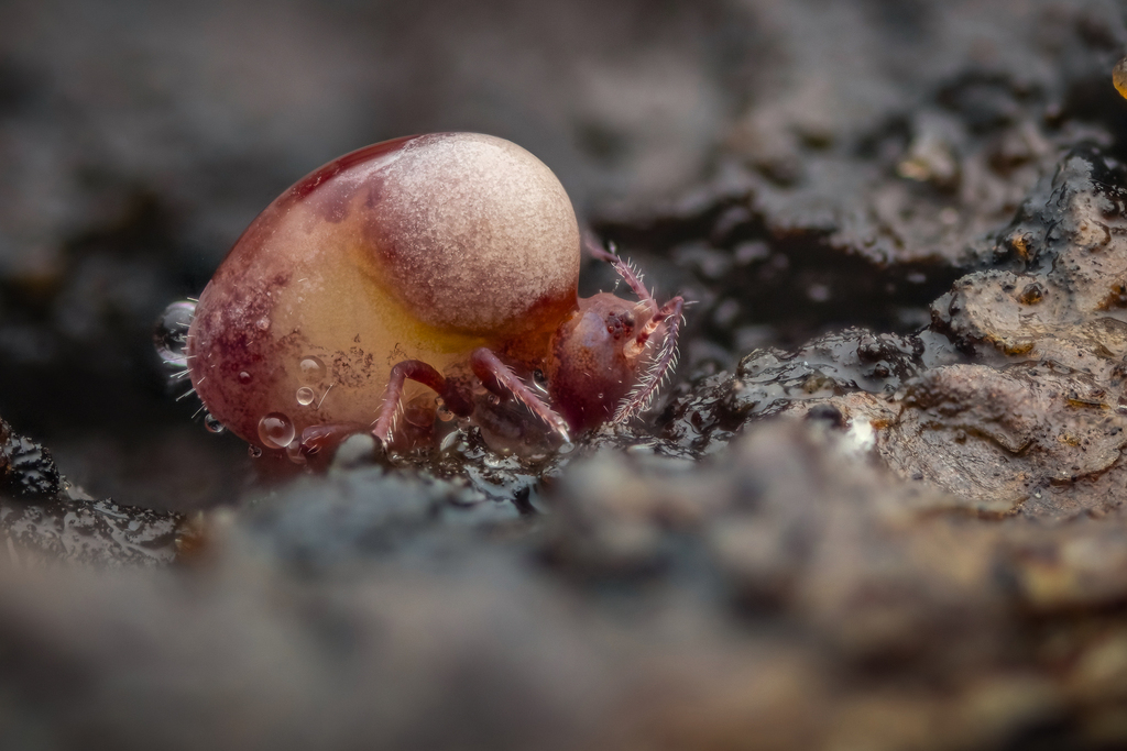 Conidiobolus coronatus from Berlin-Charlottenburg-Wilmersdorf, Germany ...