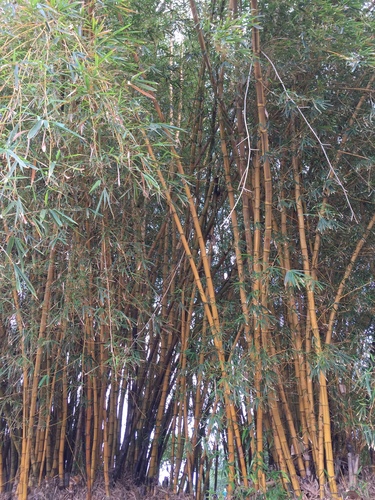 เผ่าย่อย ไผ่ (Bambusinae)