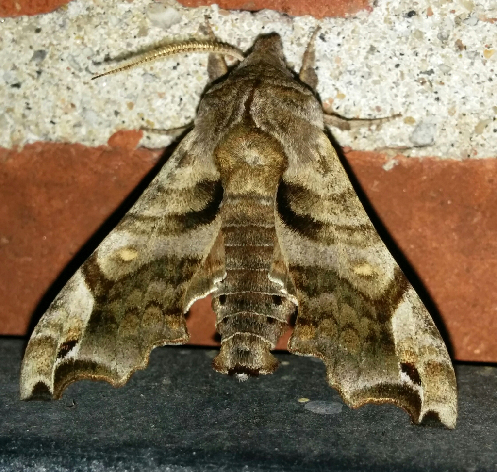 Lettered Sphinx from OSM-Keene, Peterborough County, ON, Canada on May 12, 2018 at 11:04 PM by ...