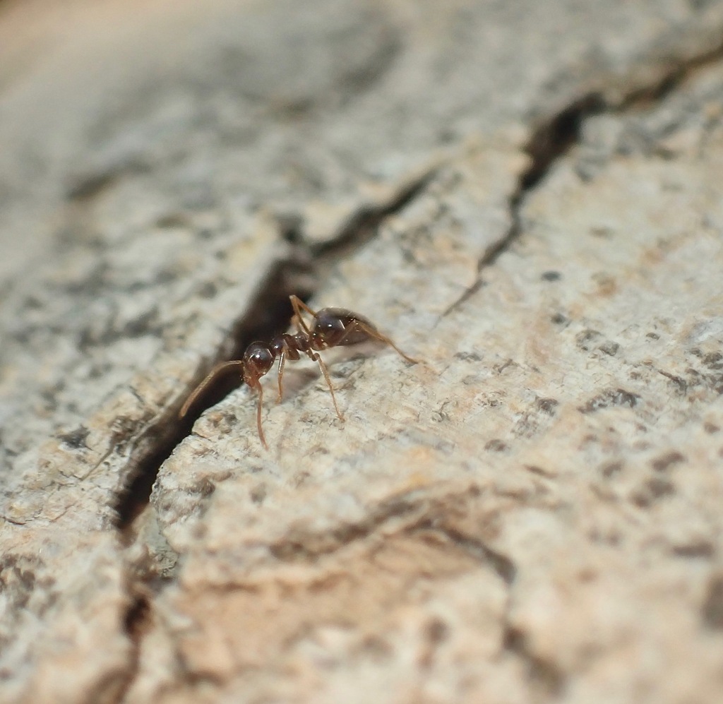 American Winter Ant from Kofu Park, Lodi, CA on November 11, 2023 at 10 ...
