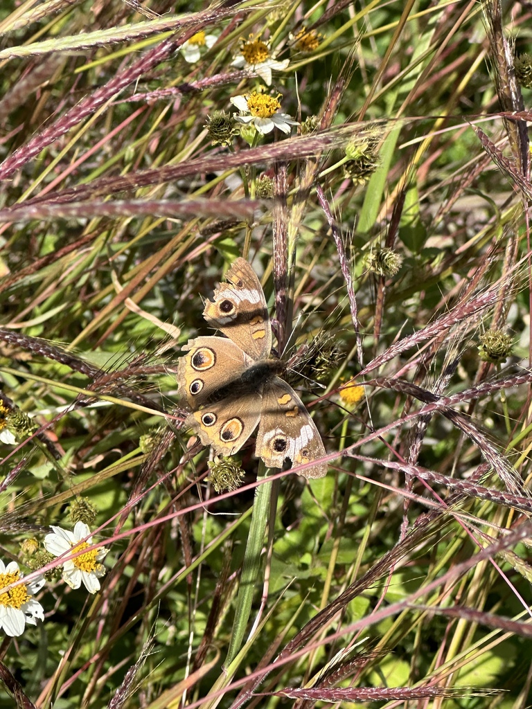 Common Buckeye from Old Braeswood, Houston, TX, US on January 10, 2024 ...