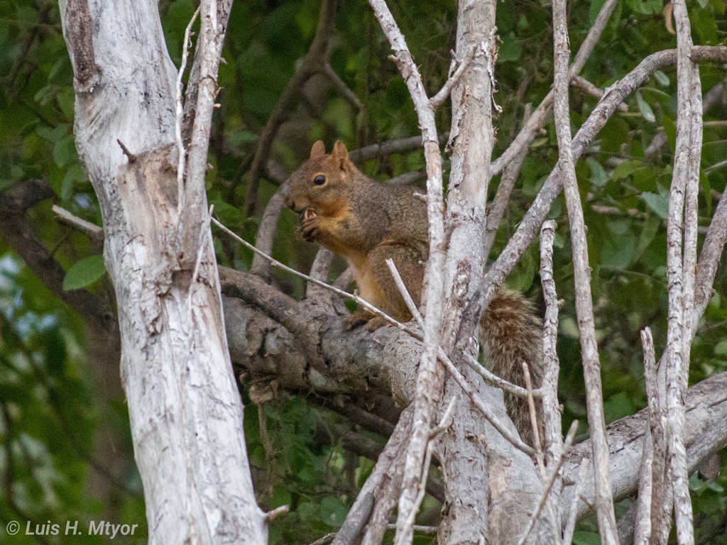 Texas Fox Squirrel from 65783 Nuevo Leon, Mexico on January 7, 2024 at ...