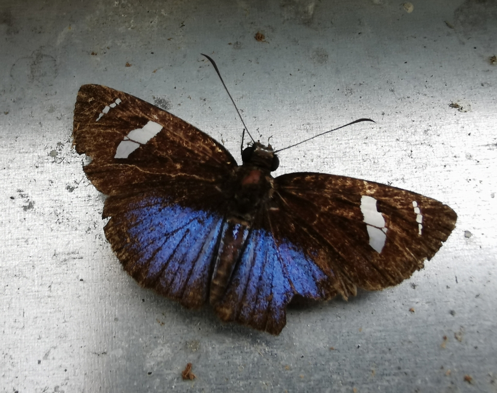 Pythonides jovianus from Renacimiento District, Chiriquí Province, Panama on January 10, 2024 at ...