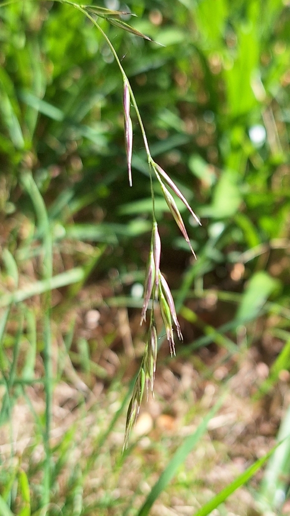 Weeping-grass from Crafers SA 5152, Australia on January 10, 2024 at 09 ...