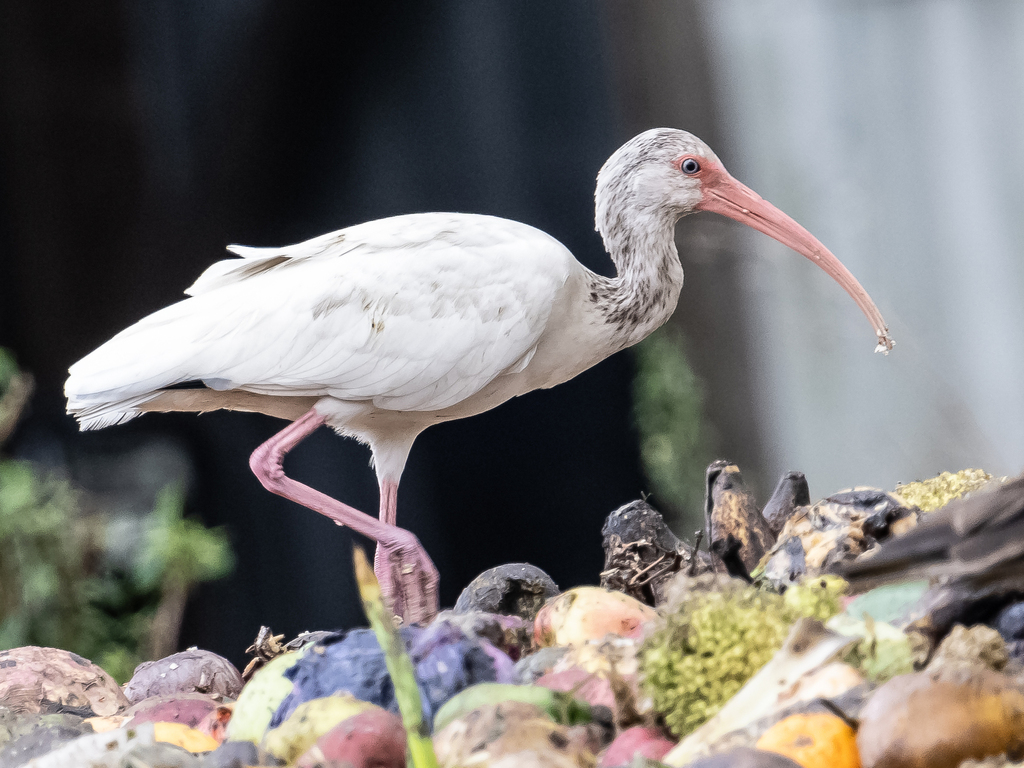 White Ibis from Corkscrew, FL, USA on January 9, 2024 at 01:02 PM by ...