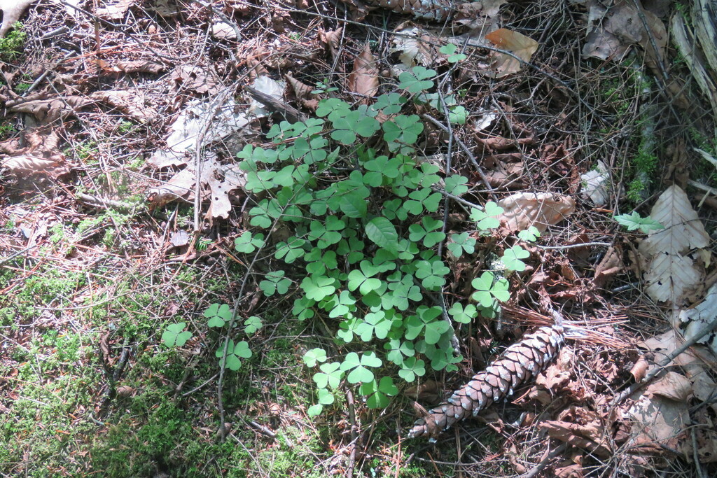 mountain woodsorrel from Lamoille River Walk, 87 Ritchie Ave, Milton ...