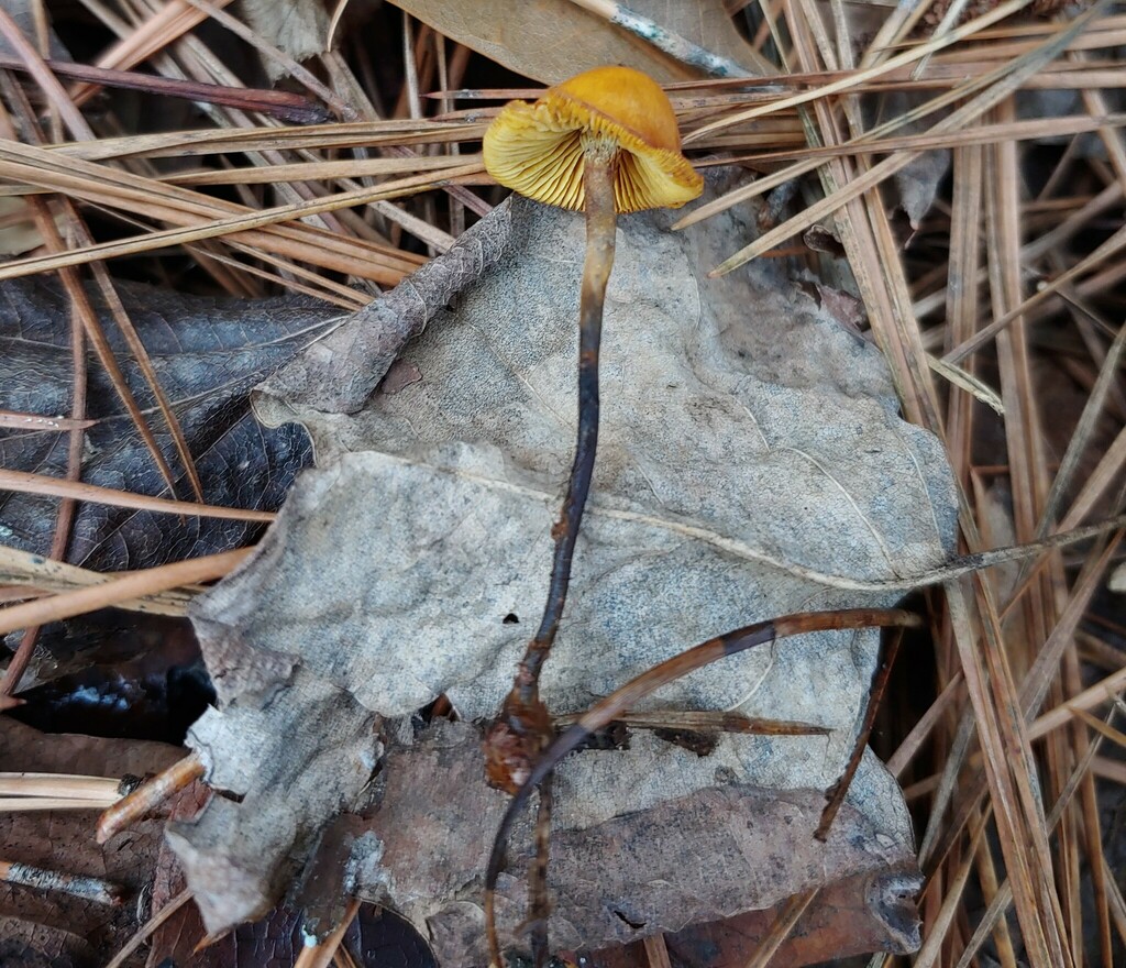Xeromphalina cauticinalis pubescentipes from Mountain Park, GA, USA on ...