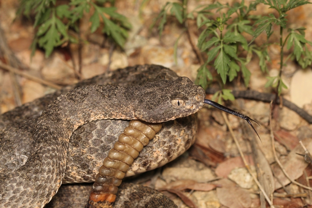 Tiger Rattlesnake in August 2023 by ewwildlife · iNaturalist