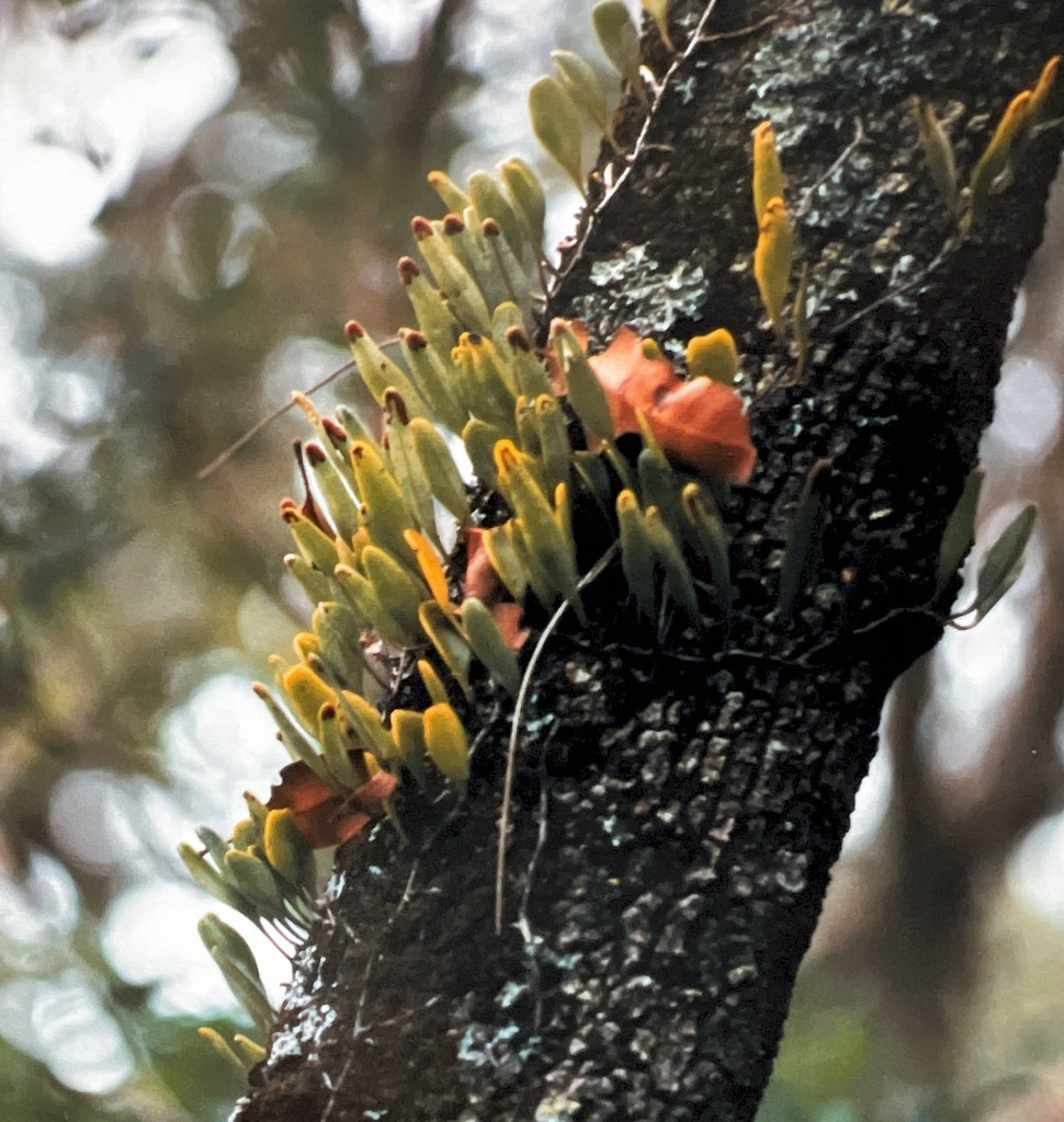 Pyrrosia confluens from Hyland Park NSW 2448, Australia on October 19 ...