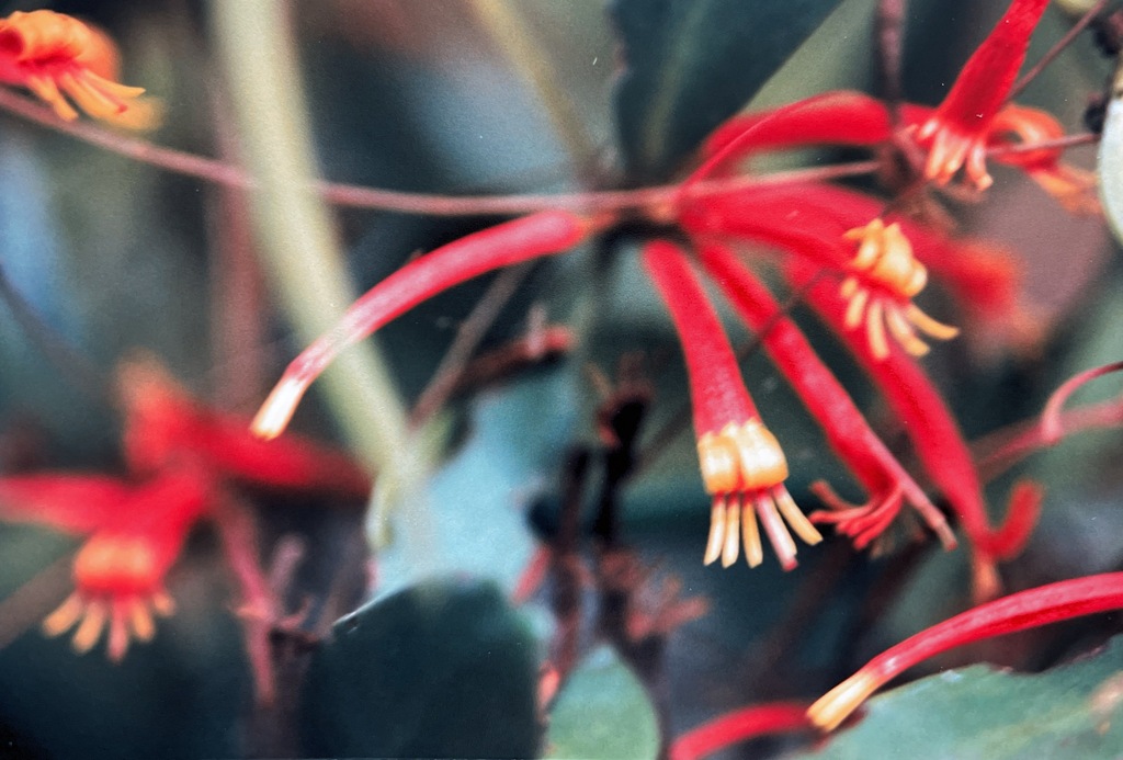 brush mistletoe from Hyland Park NSW 2448, Australia on October 19 ...