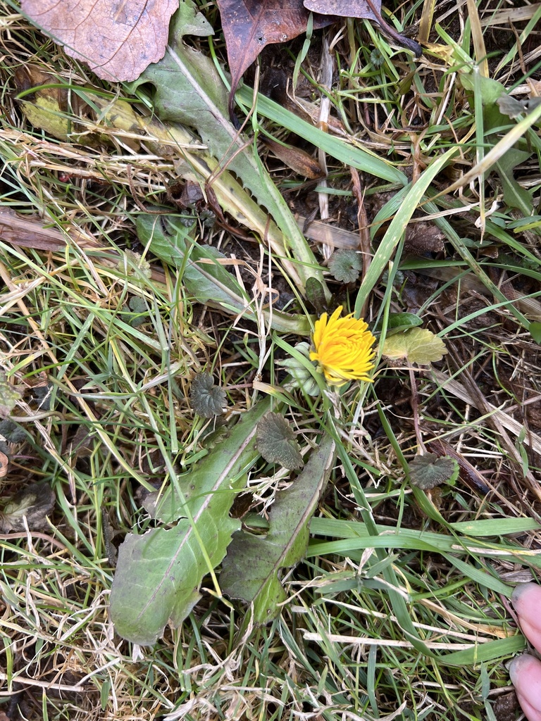 common dandelion from Bevan Dr, Fairfax, VA, US on January 10, 2024 at ...