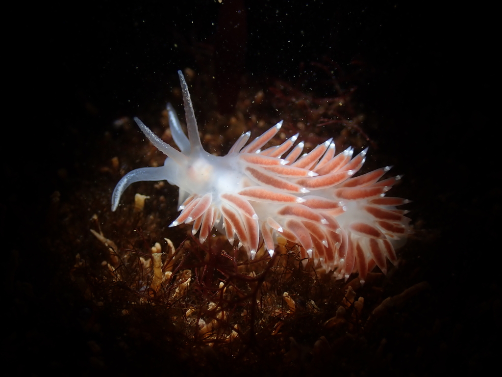 Red-fingered Coryphella from Region of Queens Municipality, NS, Canada ...