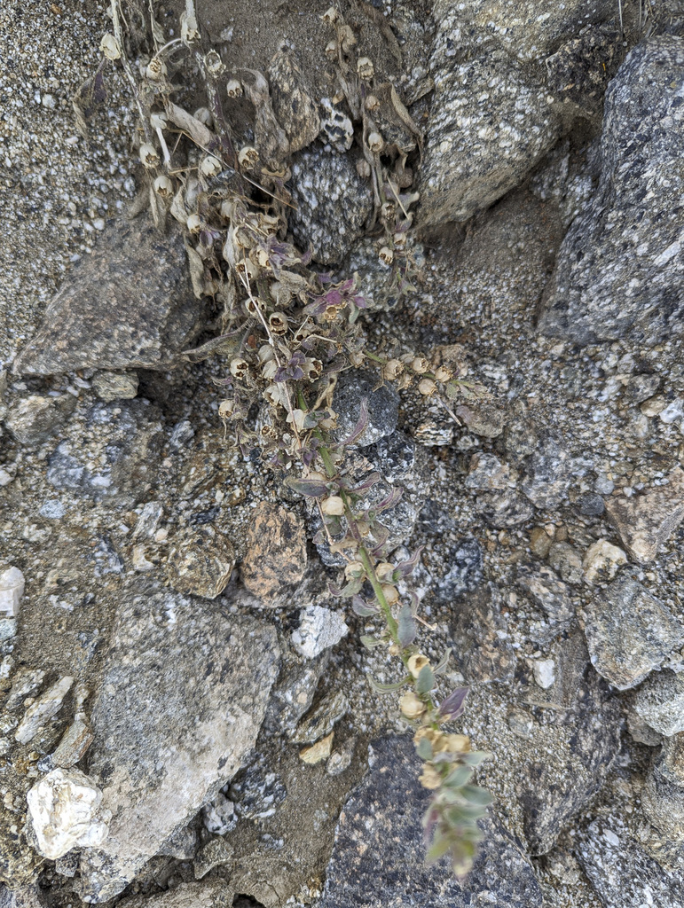 Deep Canyon snapdragon from Riverside County, CA, USA on January 6 ...