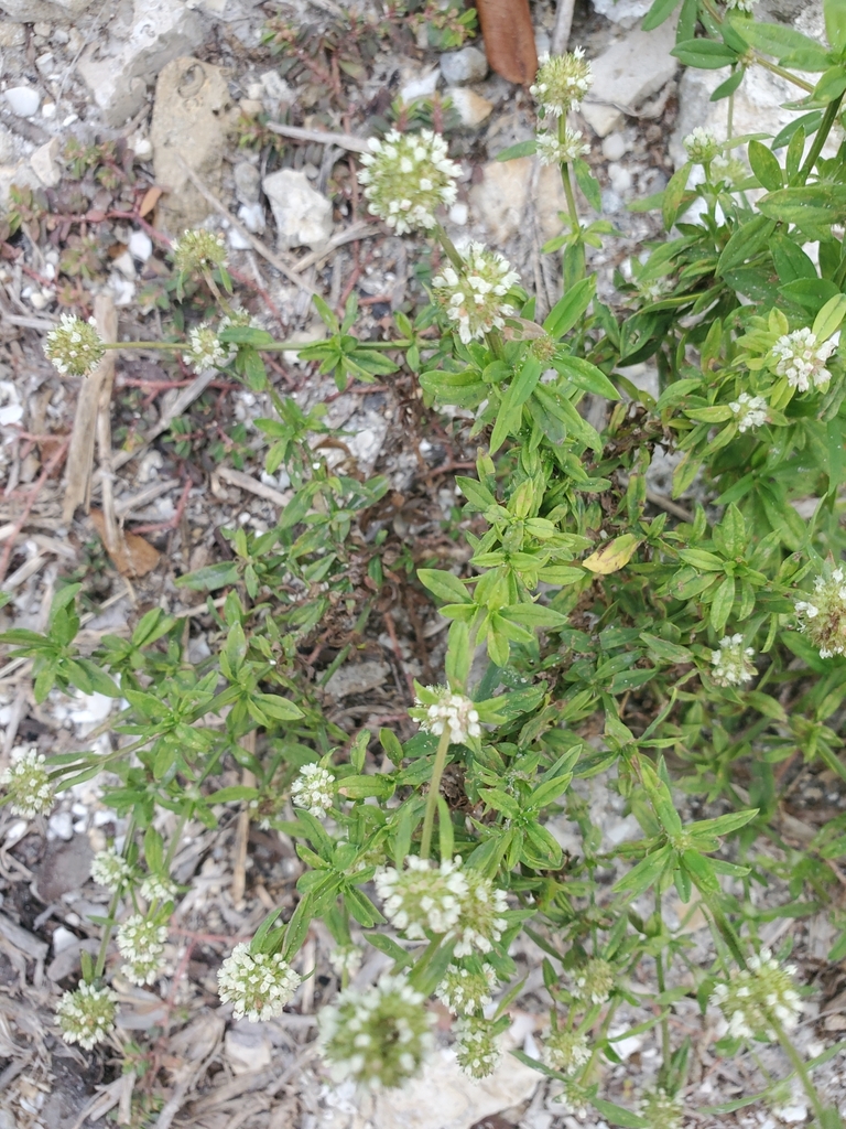 shrubby false buttonweed from Sanibel, FL 33957, USA on December 14 ...