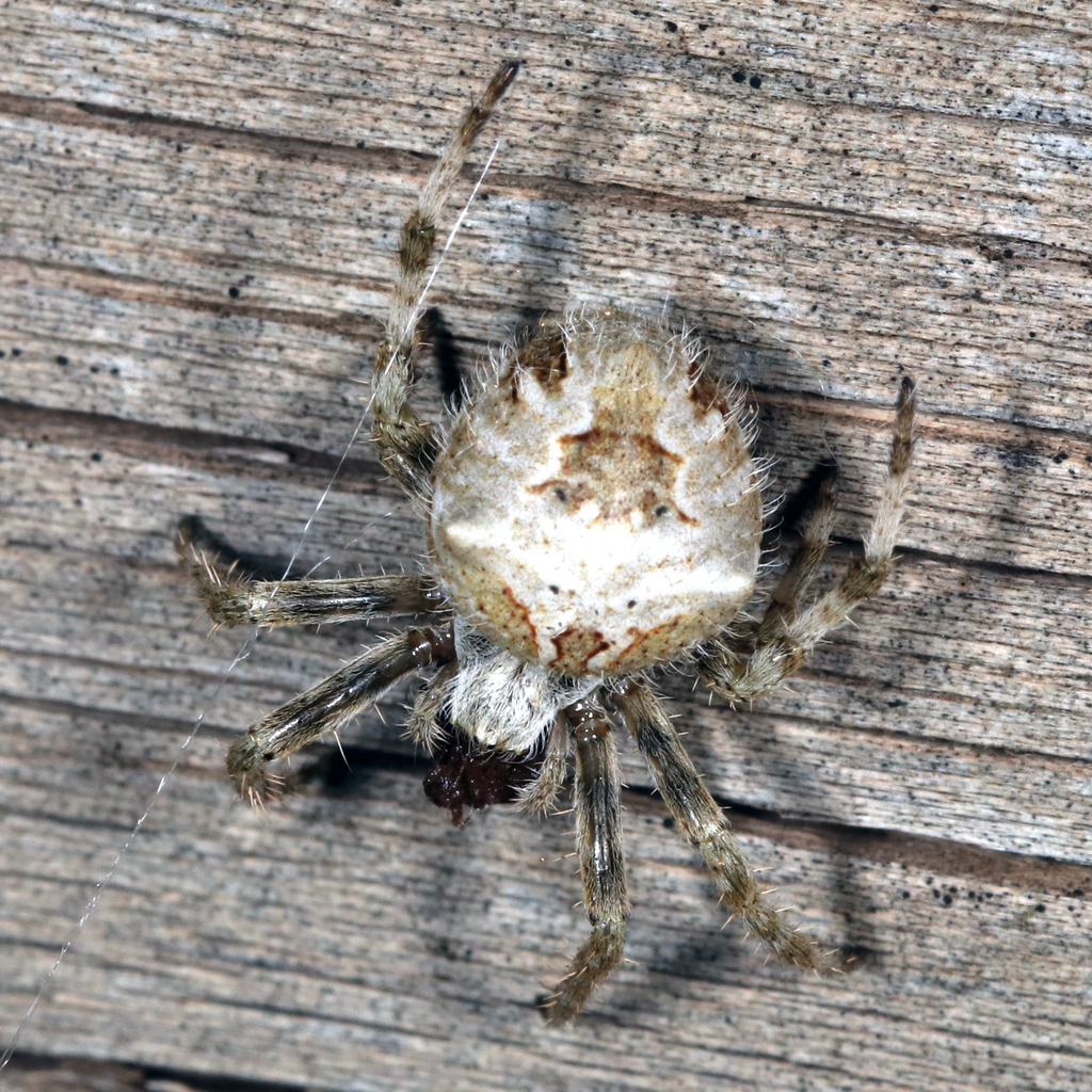 Outback Orb-weavers from Addington VIC 3352, Australia on January 6 ...