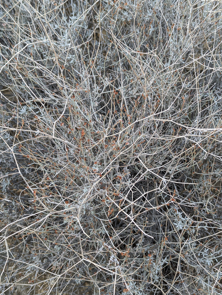 knot-stem bastard-sage from Riverside County, CA, USA on January 6 ...