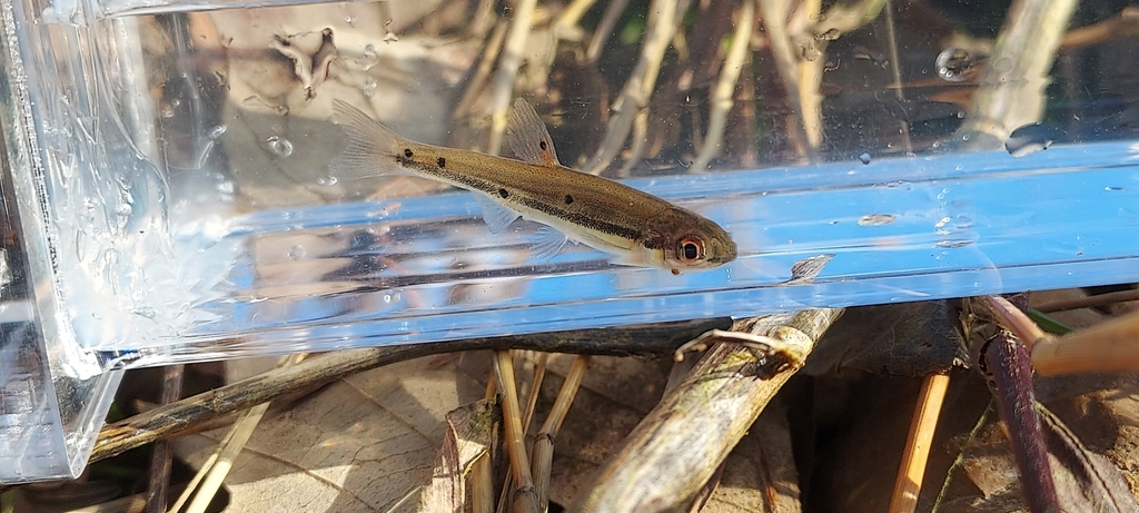 True Minnows in January 2024 by Calvin McDowell · iNaturalist