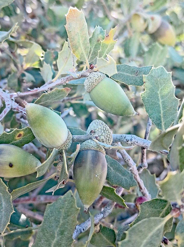 Muller's oak from Joshua Tree NP, Riverside County, CA, USA on October ...