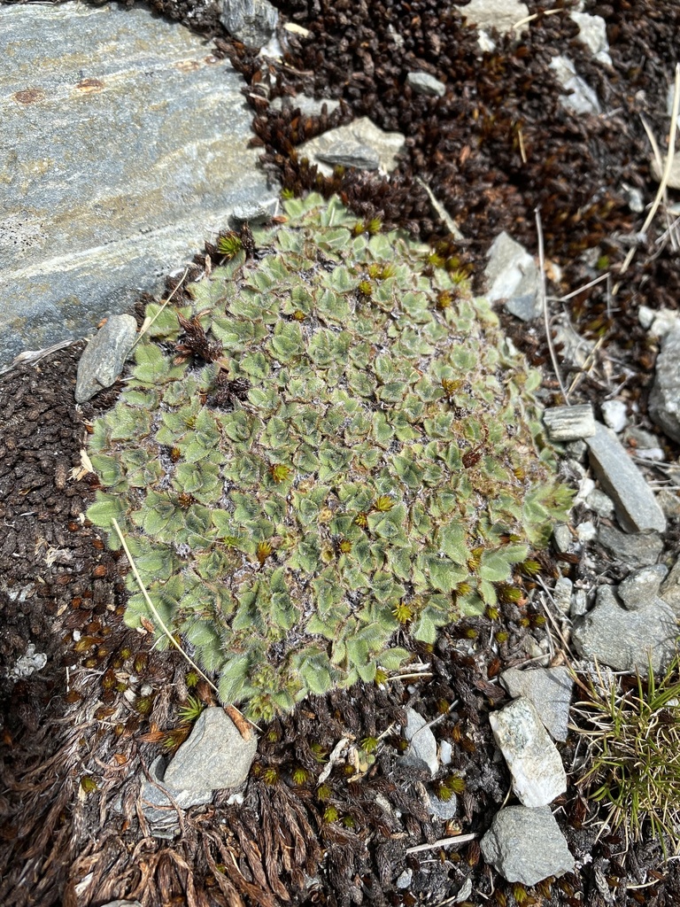Myosotis pulvinaris from Rastus Burn Recreation Reserve, Queenstown ...