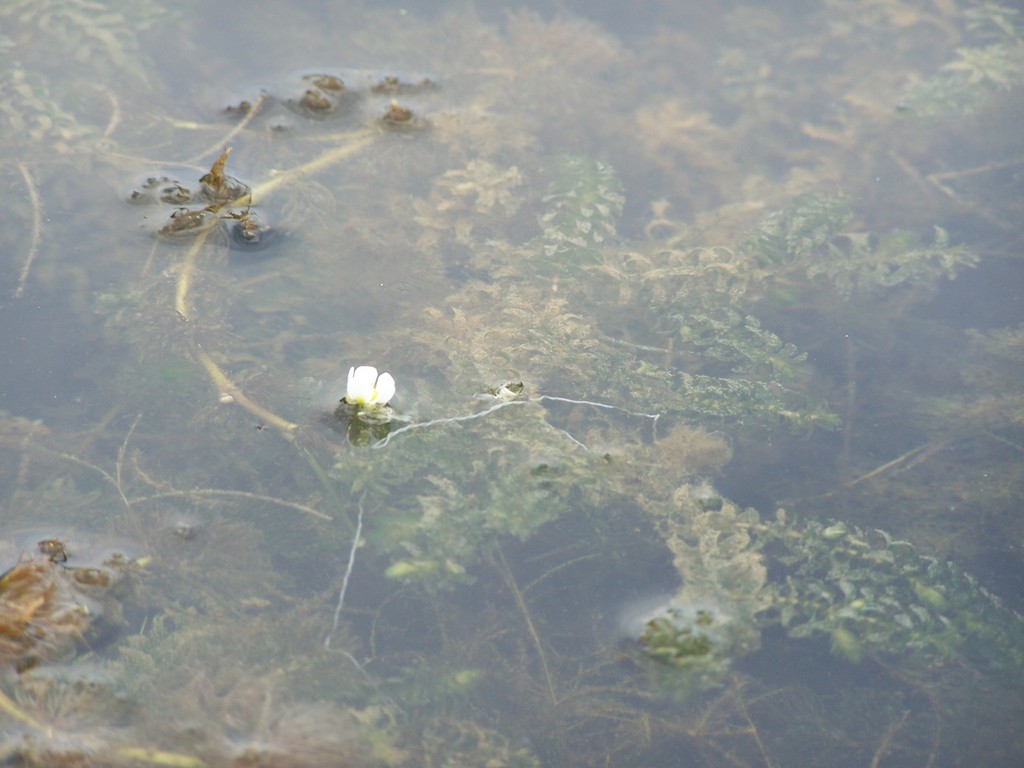 Carolina Fanwort from Erie County, US-PA, US on July 09, 2006 at 02:34 ...