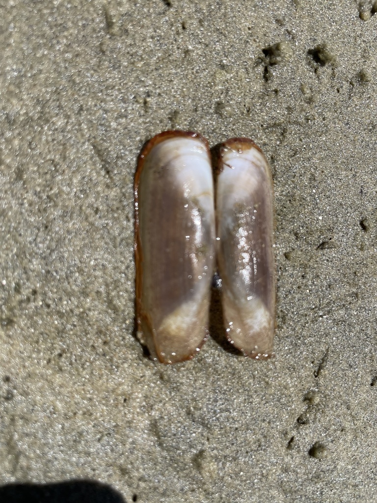 Stout Tagelus from Cj Riacho Doce, Paracuru, CE, BR on January 10, 2024 ...