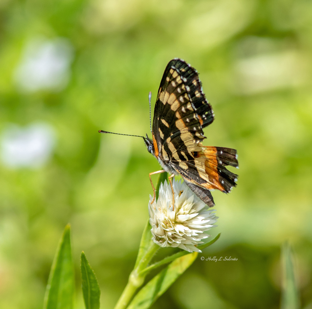 Bordered Patch from Gonzales County, TX, USA on July 10, 2023 at 01:43 ...