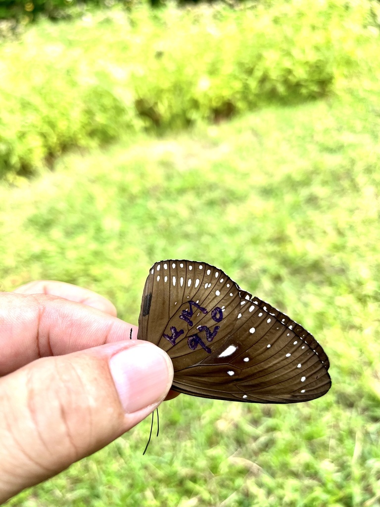 Blue-spotted Crow Butterfly from 植物園, 金湖鎮, KIN, TW on September 20 ...